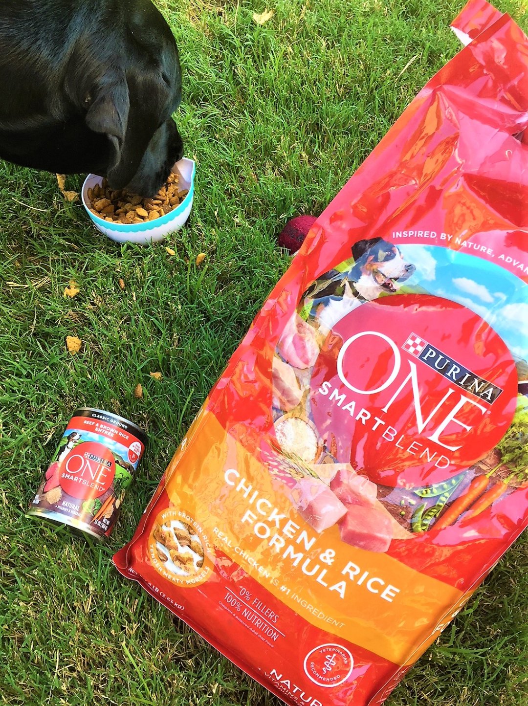 Essential minerals & vitamins your dog's diet needs for whole body health