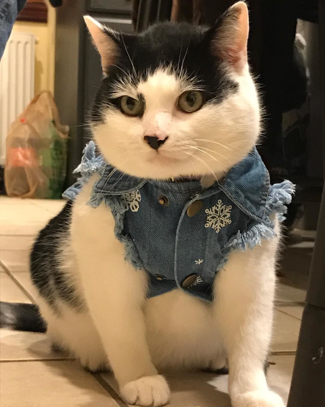 Pets : Target